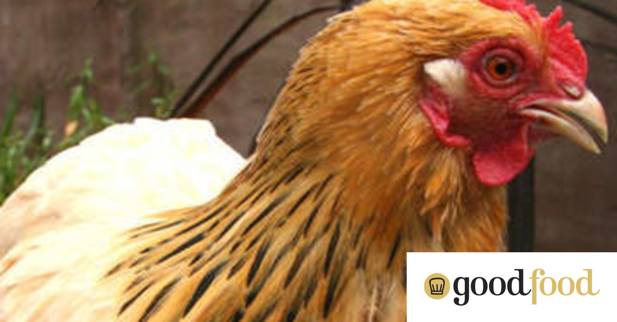 Happy chooks revive backyard ritual