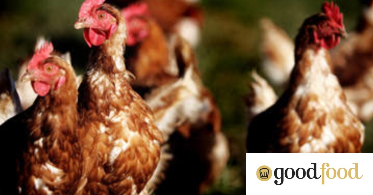 What to look for in a backyard chook