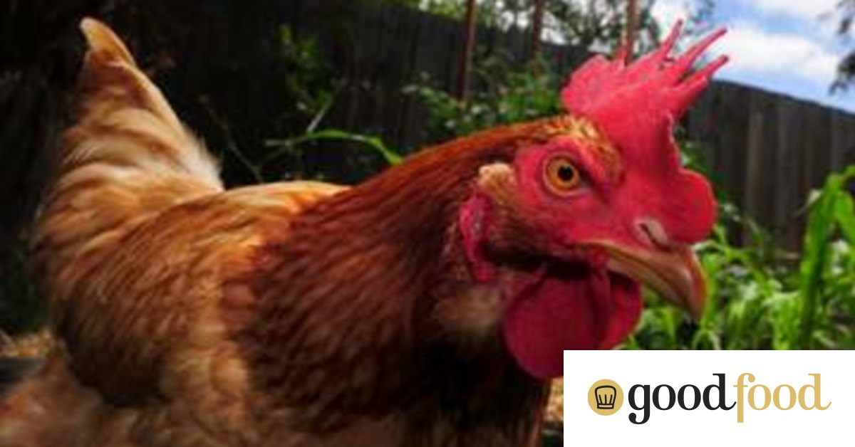 Lessons on keeping chooks in surburban Canberra