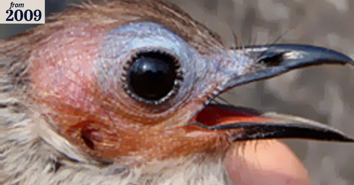 'Bald' bird Asia's first new bulbul in 100 years