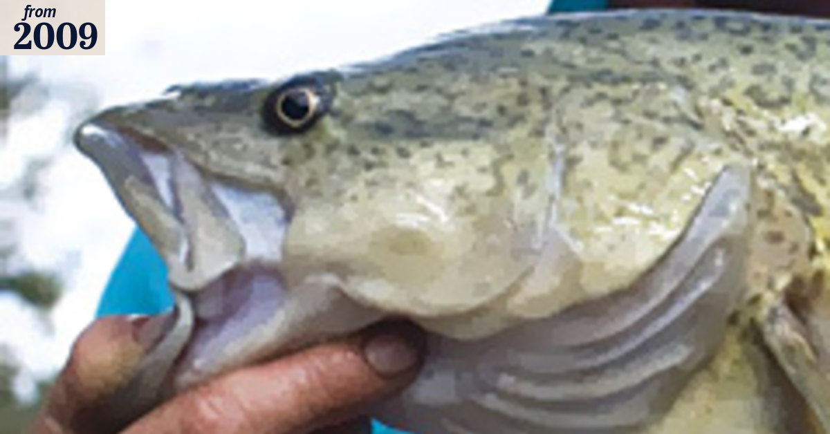Murray cod make remarkable comeback