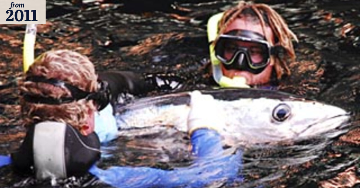 Bluefin tuna farm scales up