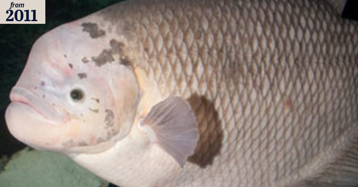 If the Kit Kat diet sounds a bit fishy, try stroking the catfish