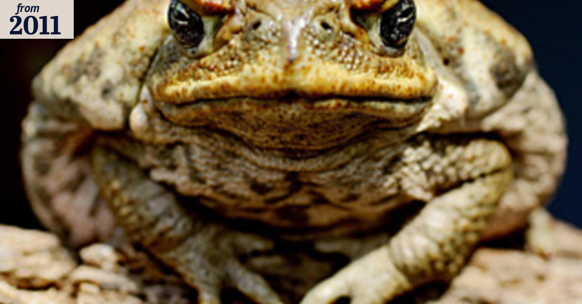 Spray will make cane toads croak