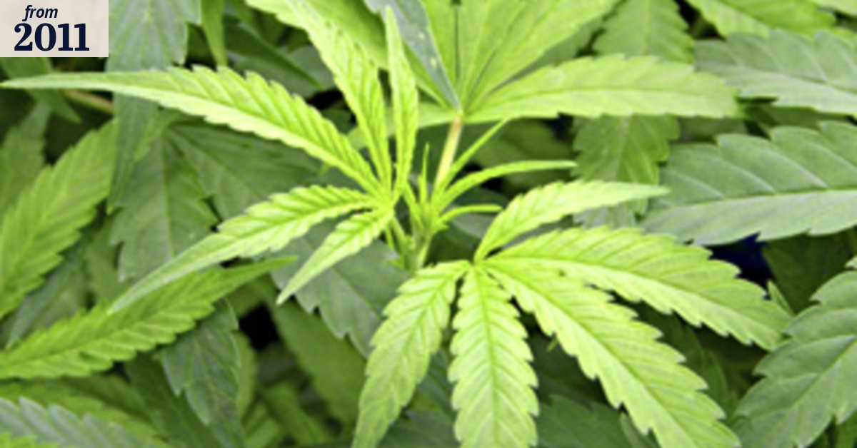 Cannabis: The Evil Weed, Tuesday, October 4