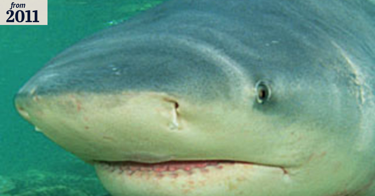 Swimmers warned after notorious sharks captured in the Swan River
