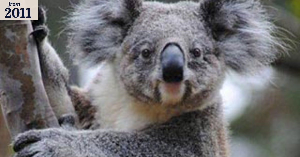 Koalas at risk with climate change
