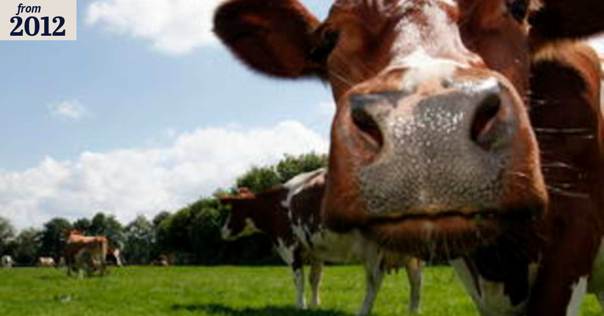 US mad cow scare to benefit Australia