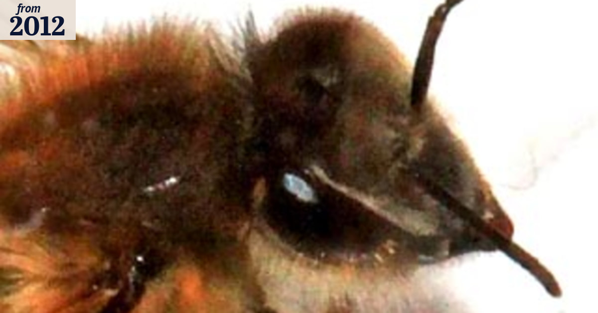Parasitic fly 'may explain bee deaths'