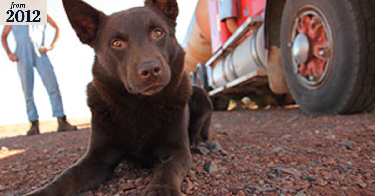 Australia's latest award winner barks at Hollywood