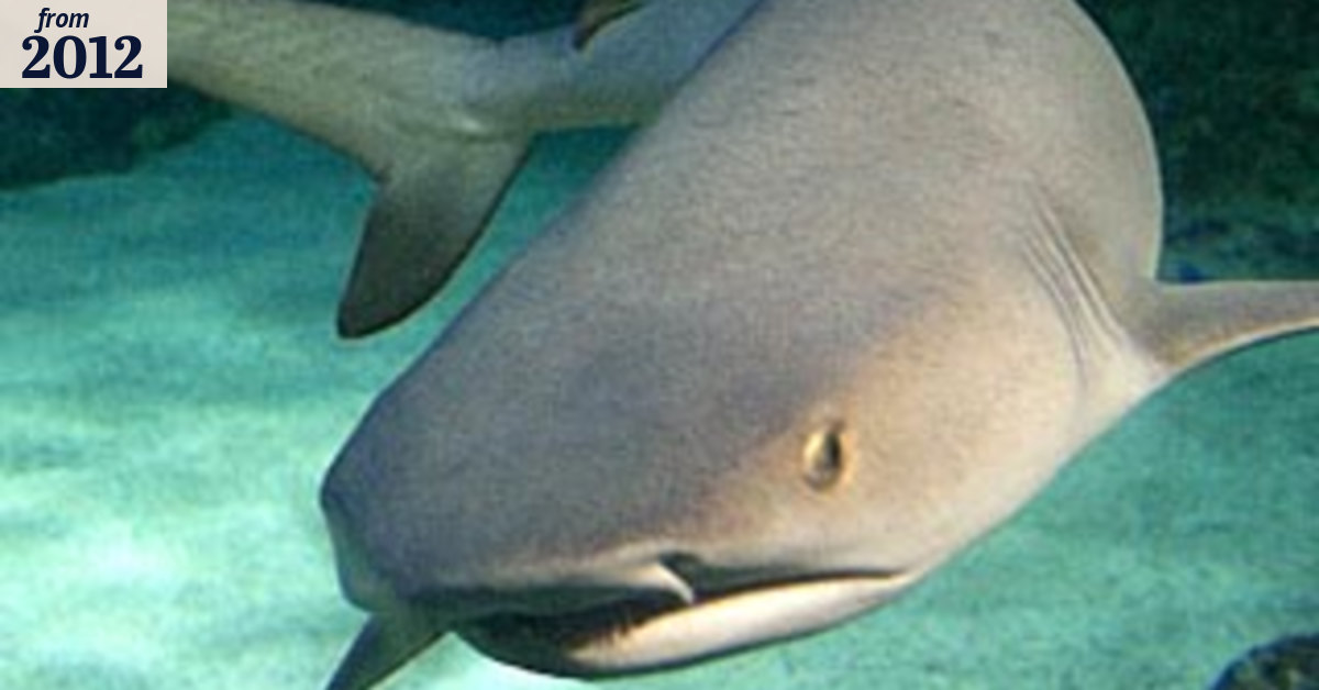 Sharks ahoy