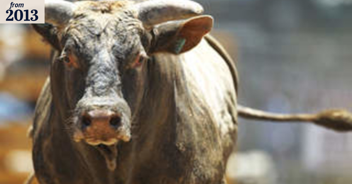Picton Rodeo