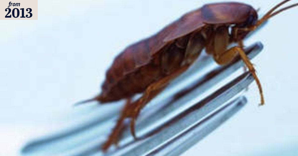 Cockroaches go on the menu, and in the medicine, in China