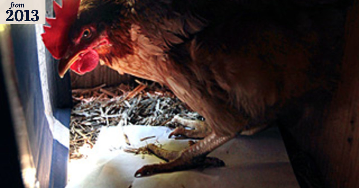 Free chicken giveaway no paltry offer