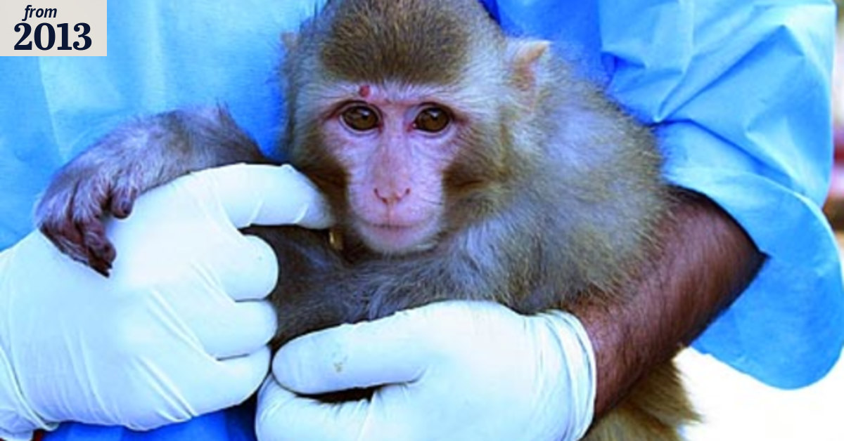 How do they pick which monkey goes into space?