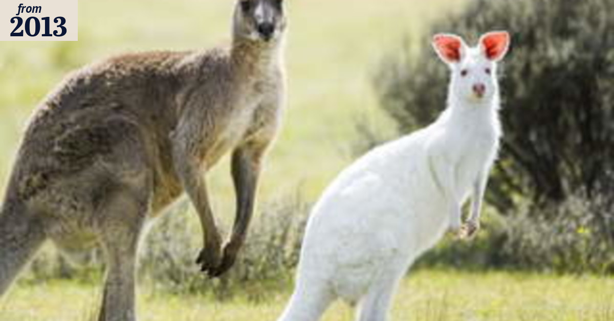 Rare albino kangaroo's incredible tale of survival in the Australian ...
