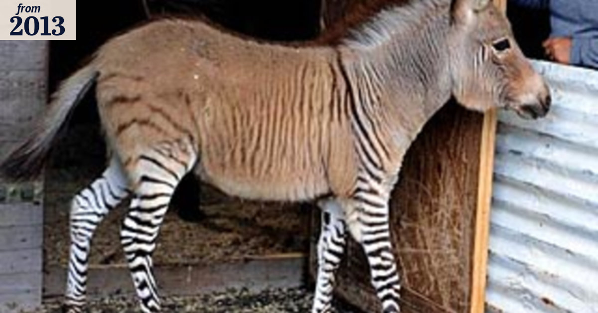 zebra donkey cross