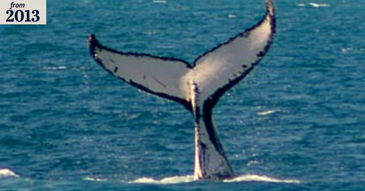 Japan plans determined defence of whaling case
