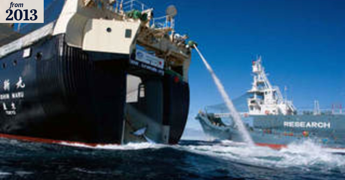 New Zealand intervenes in whaling case