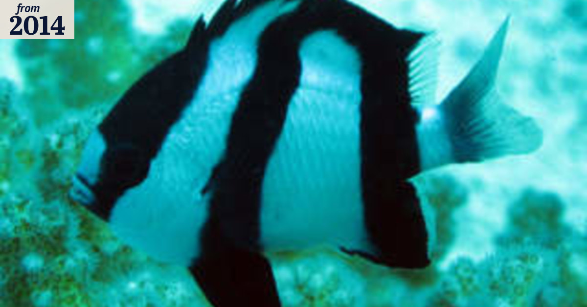 Acidic water robs reef fish of survival instinct