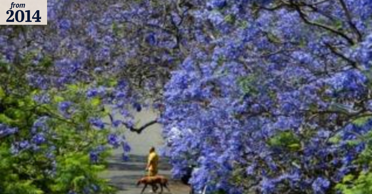 Gardening tips for growing jacaranda