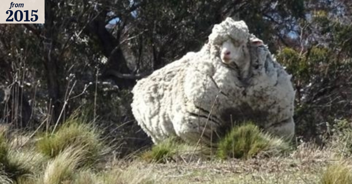 Chris the sheep helps attract Canberra RSPCA donations