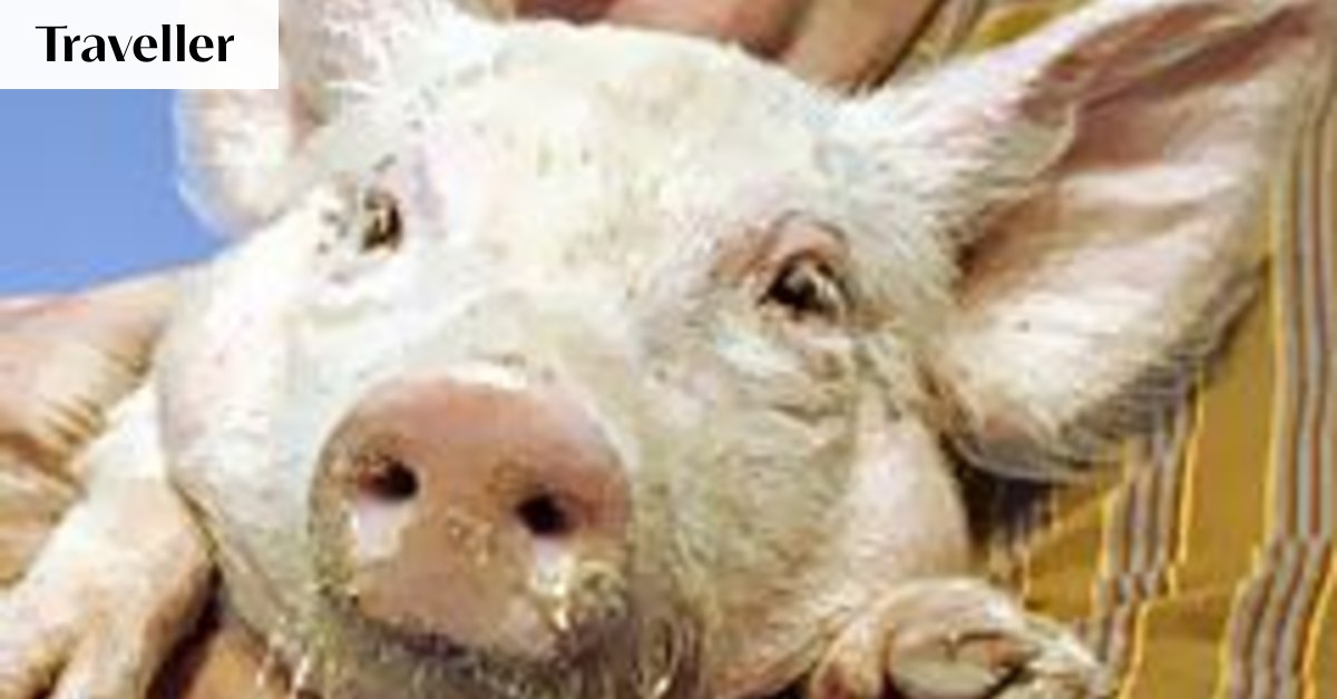 Pig farms bloom in Muslim Morocco