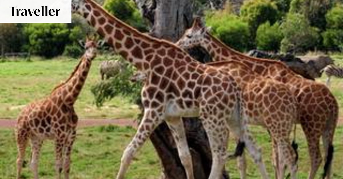 Six reasons to visit Werribee