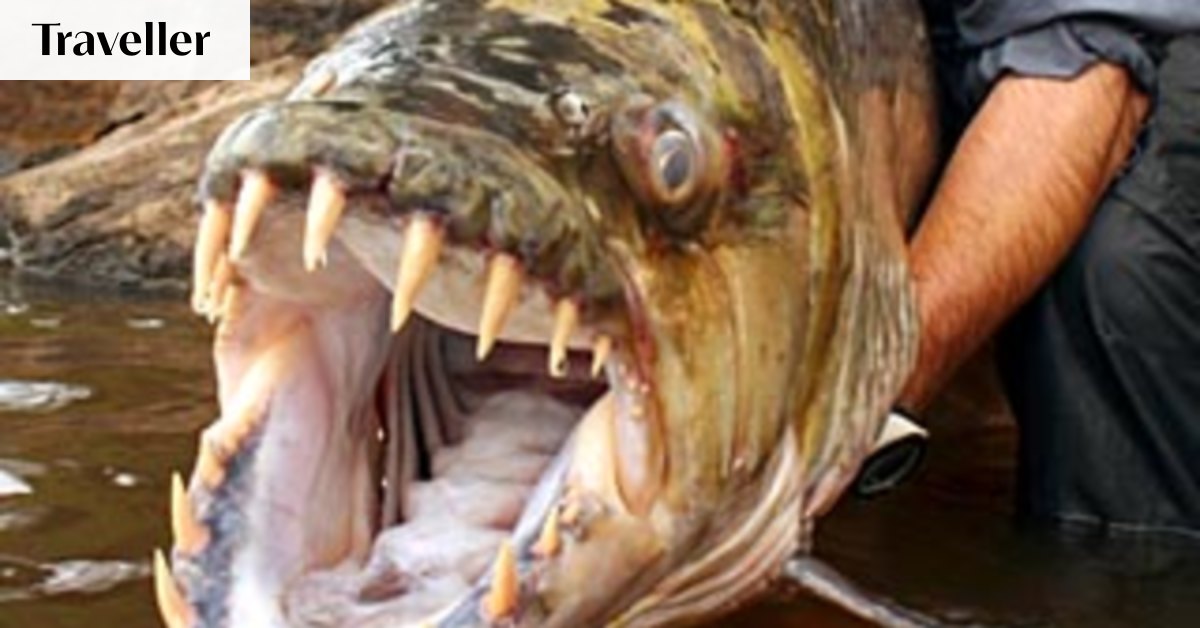 goliath tigerfish predators