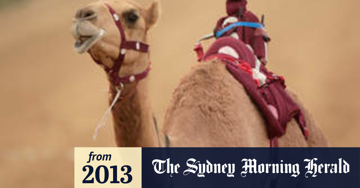 Robot jockeys rule at Dubai camel racing