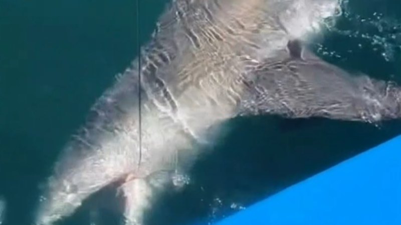 Fisherman calls for relaxed restrictions on shark fishing