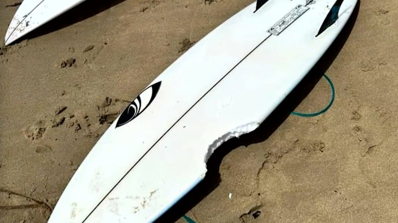 Suspected bull shark takes 15cm chunk out of boy's surfboard