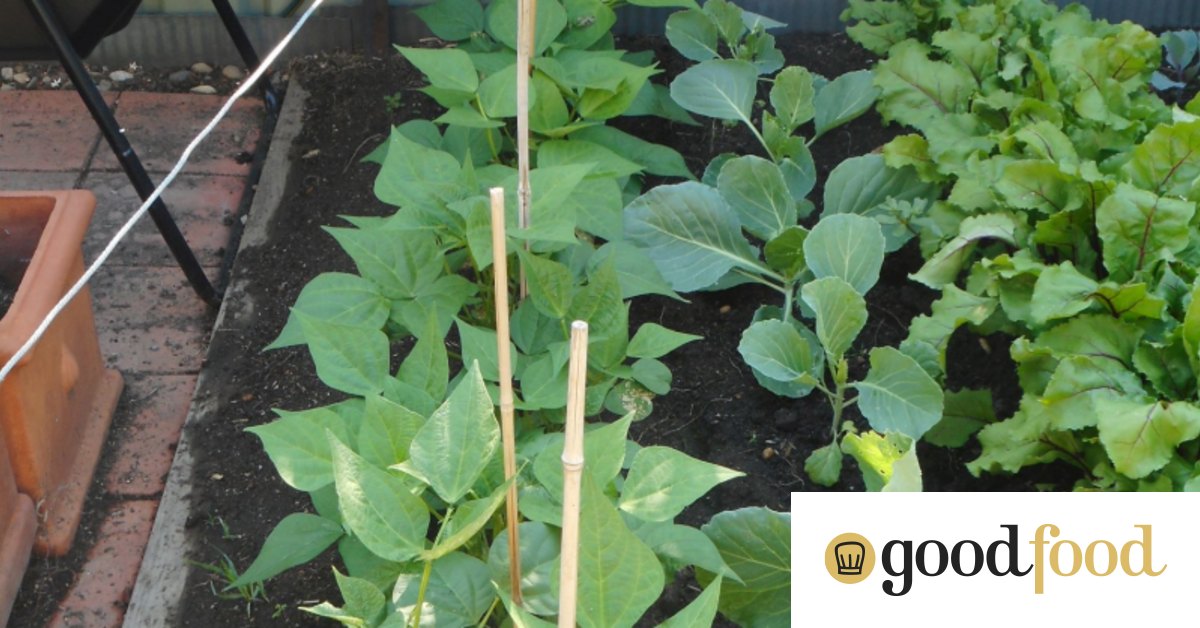 Kitchen garden: Cooking with dwarf beans and a more glamorous compost ...