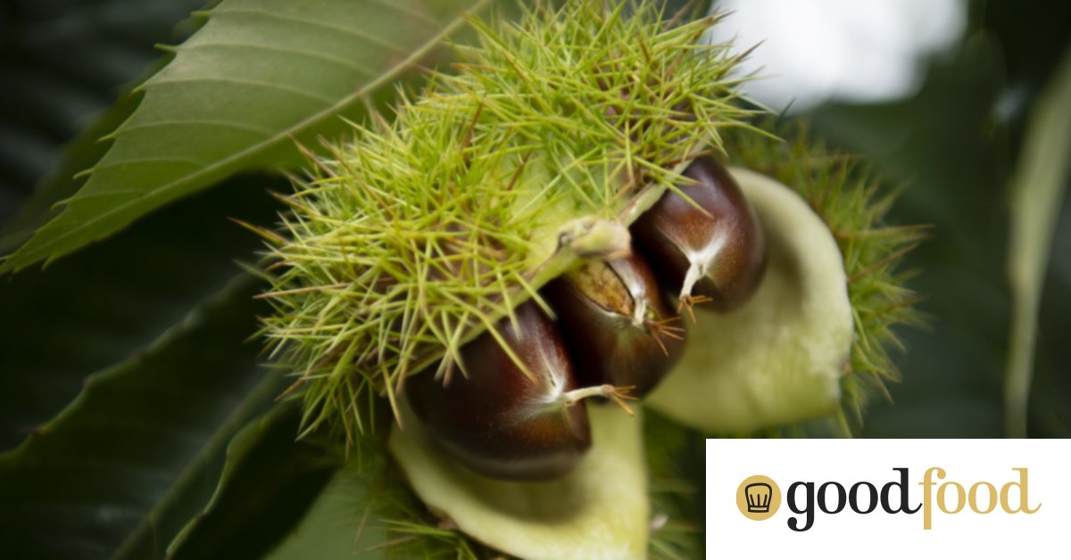 How to pick and roast your own chestnuts in NSW this autumn