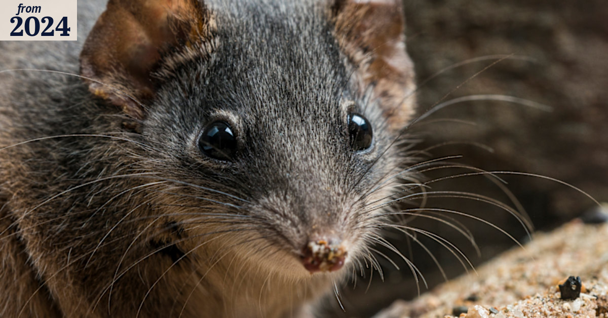 What is killing off the cute cannibal marsupials? Take the Brisbane ...