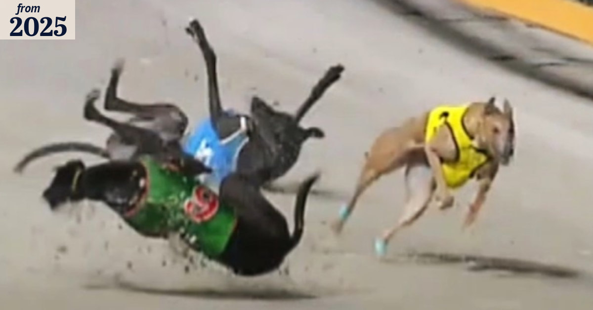 The Q: Government sits on report into greyhound racing at deadly ...