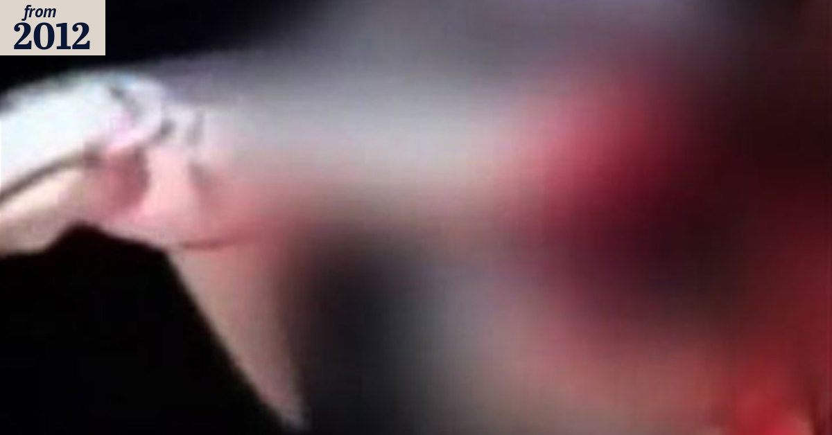 Gutted shark video sparks outrage