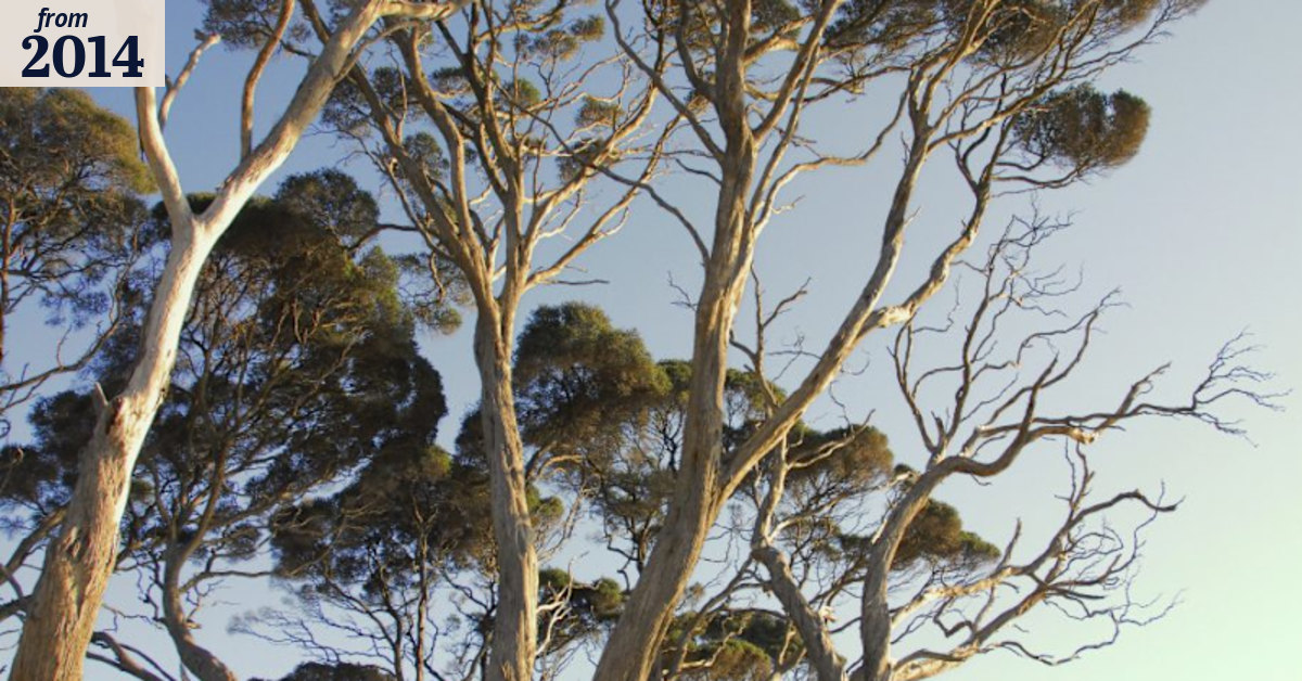 By gum: genetic secrets of eucalyptus tree revealed
