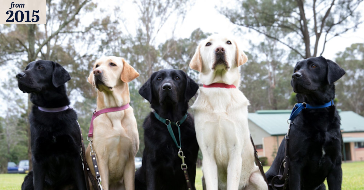Guide Dogs graduation