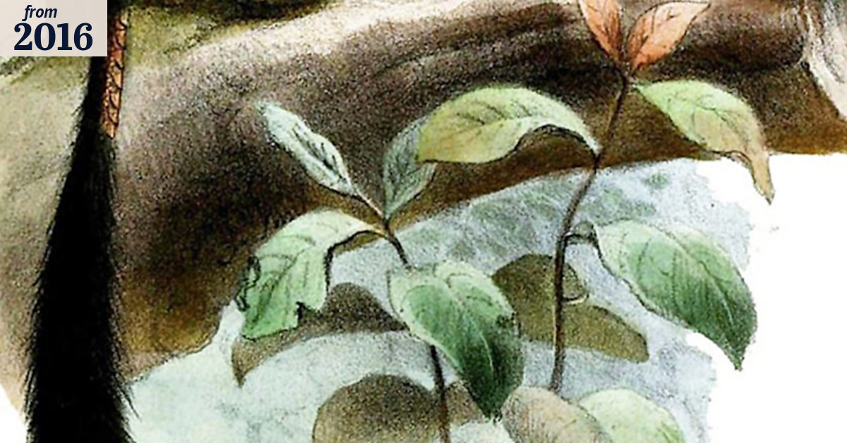 Introducing Zenkerella, the world's most mysterious mammal