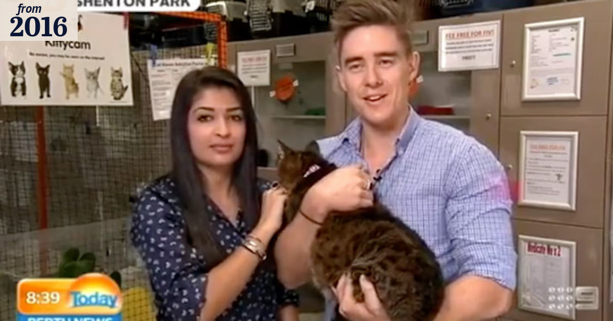 Perth's Cat Cafe