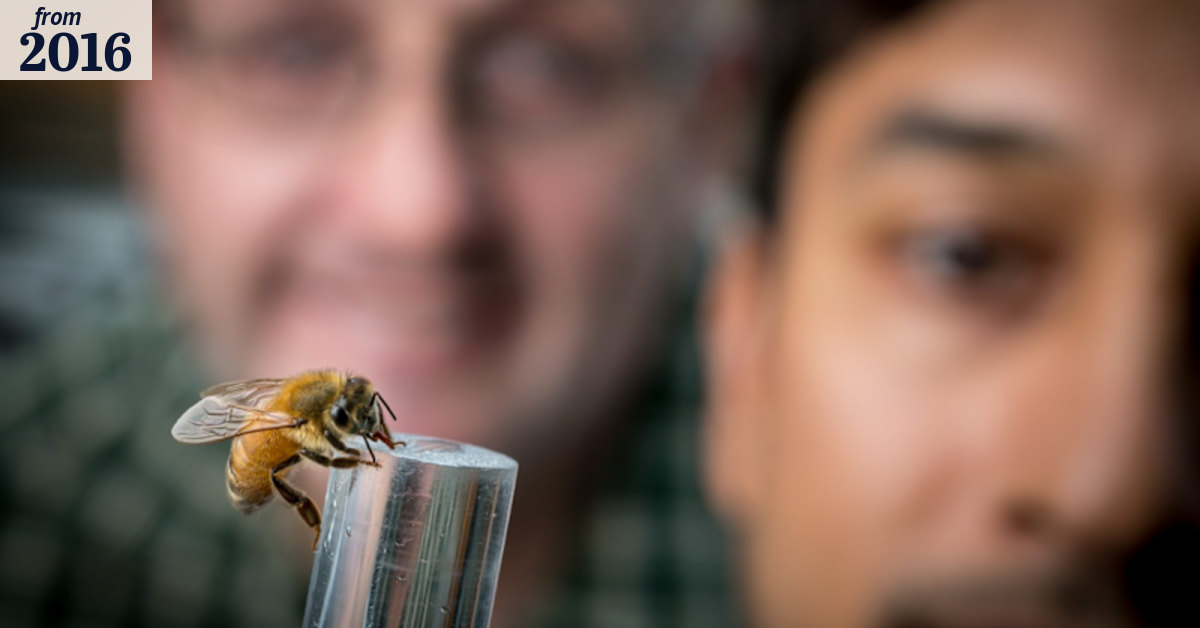 Macquarie Island gives scientists a view of ecosystem without bees