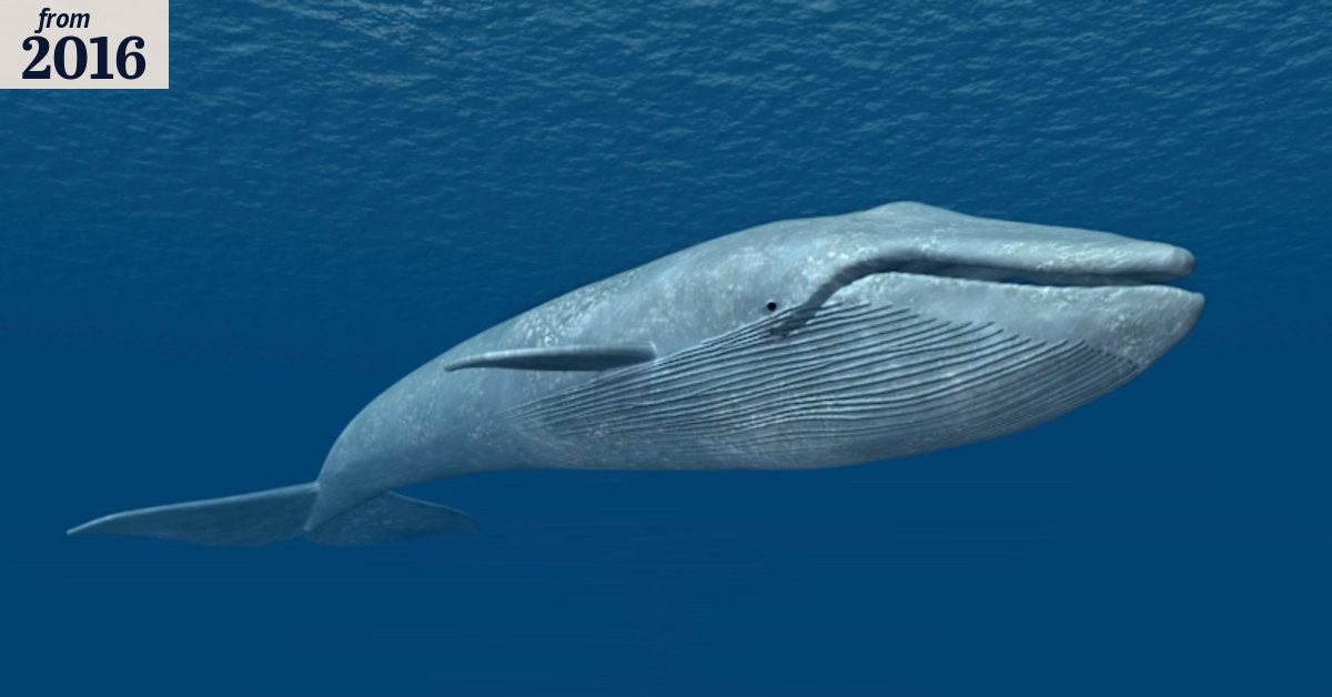 The Bonney Upwelling and blue whales: annual visitors from the deep