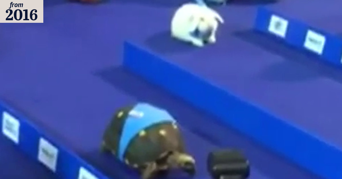 'The Tortoise and the Hare' in real life