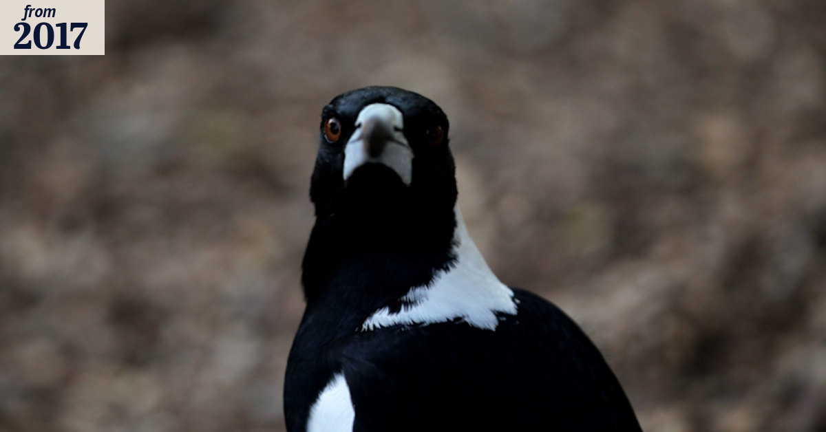 Magpies on a mission: Eye injuries increase in shocking swooping season