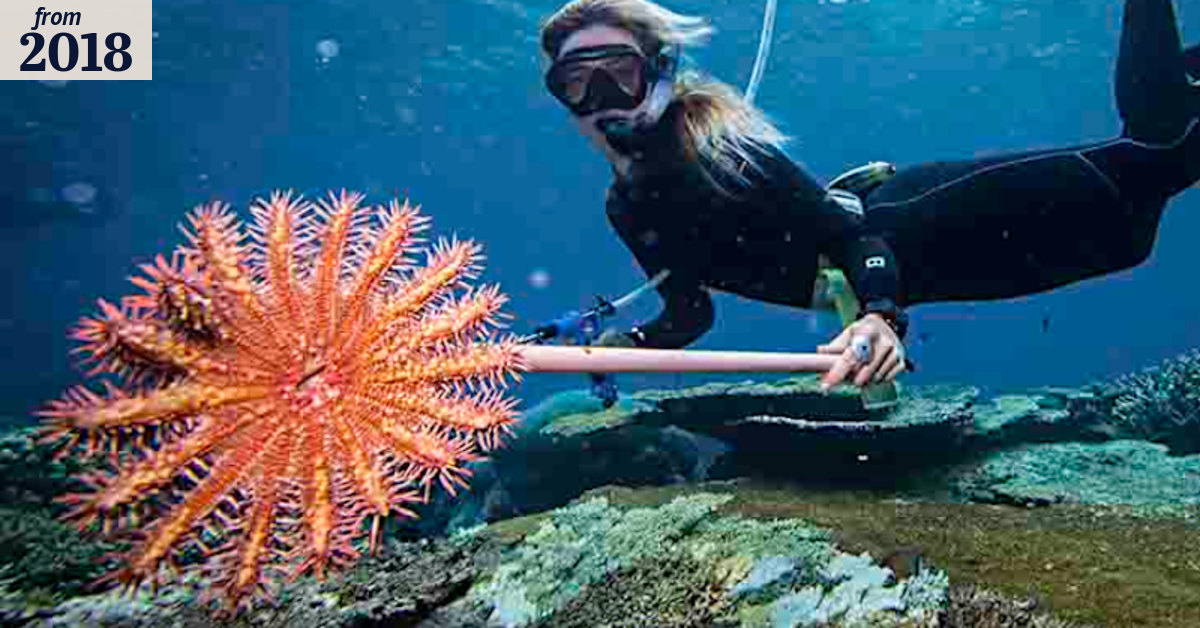 Questions over taxpayer money used to kill starfish
