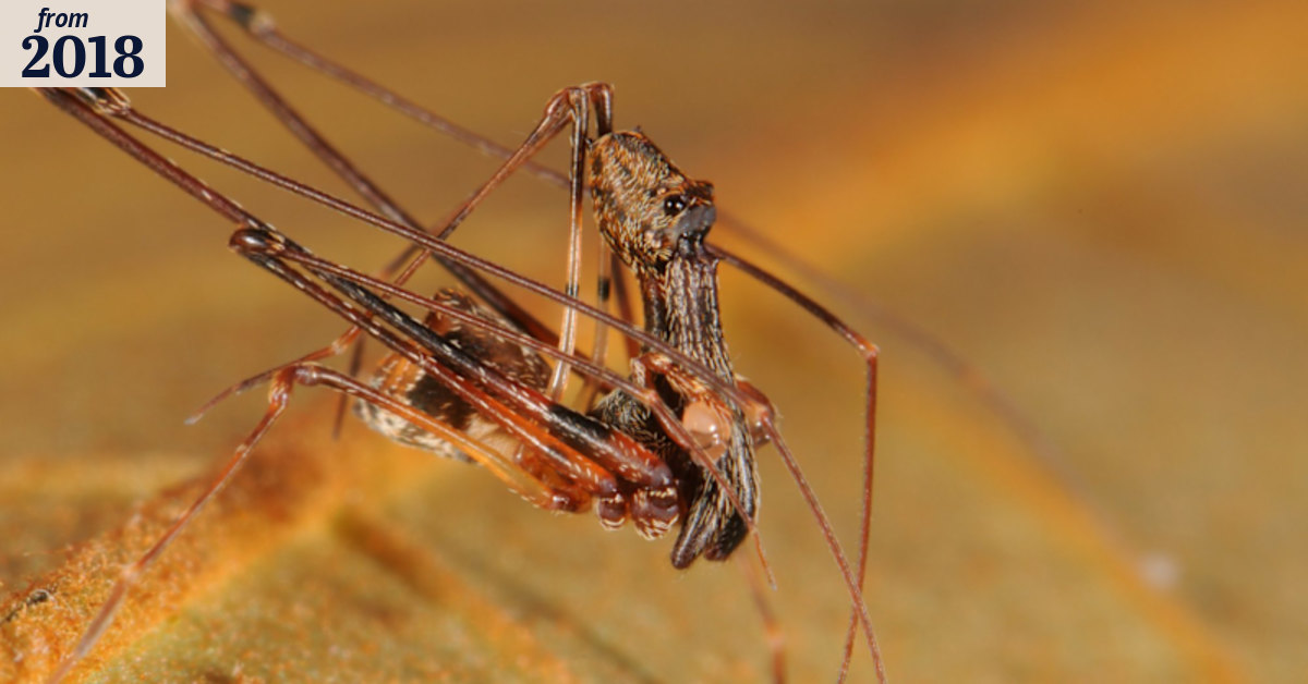 Not extinct: Bizarre pelican-looking spiders that hunt other spiders ...