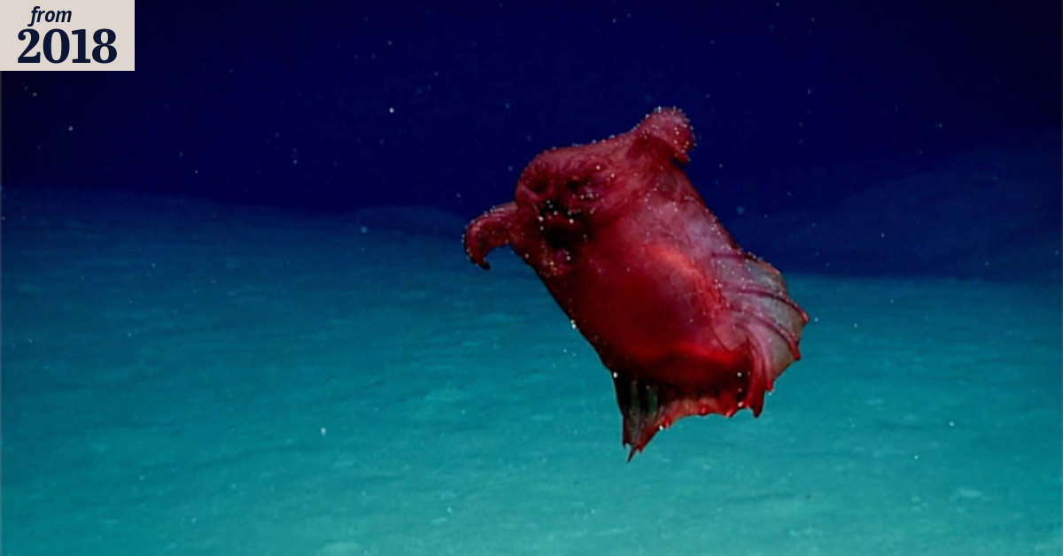 'Headless chicken monster' discovered in Southern Ocean