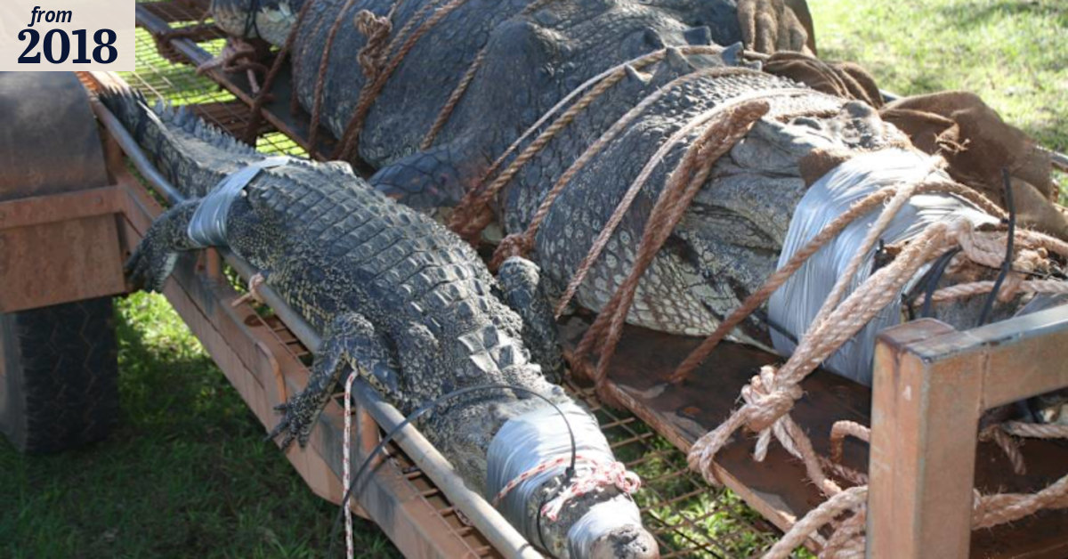largest crocodile killed