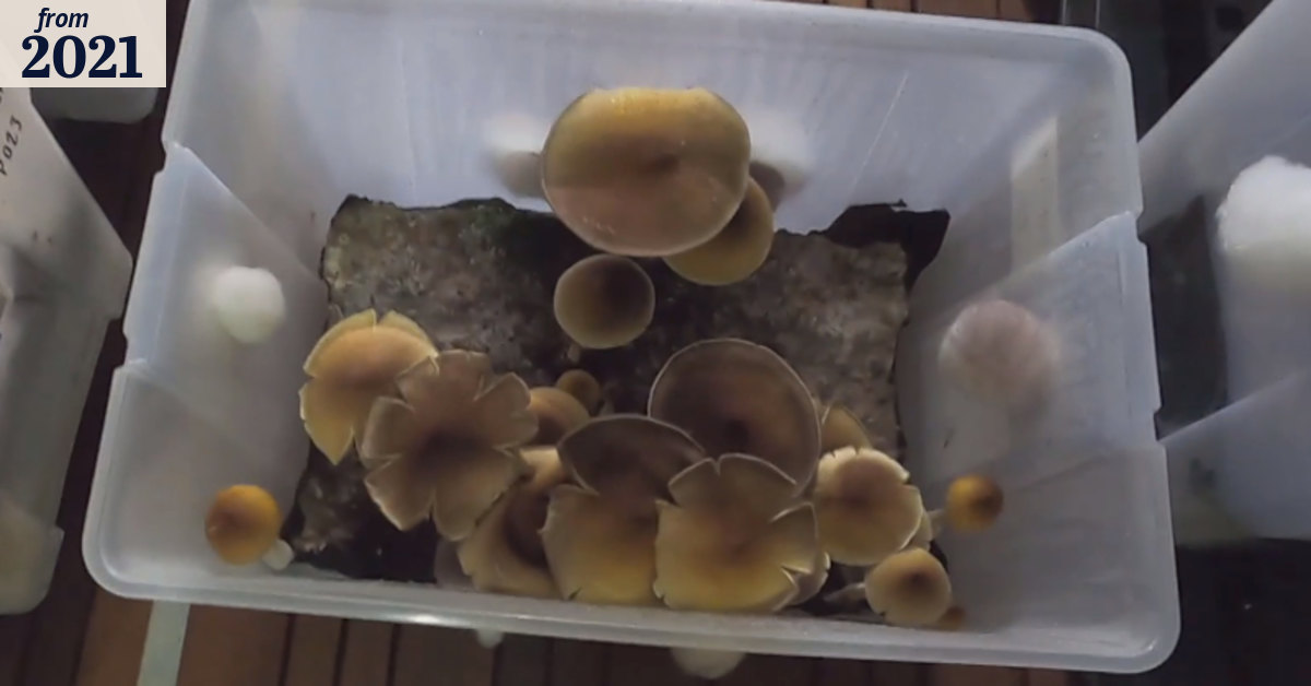 Police bust massive magic mushroom lab